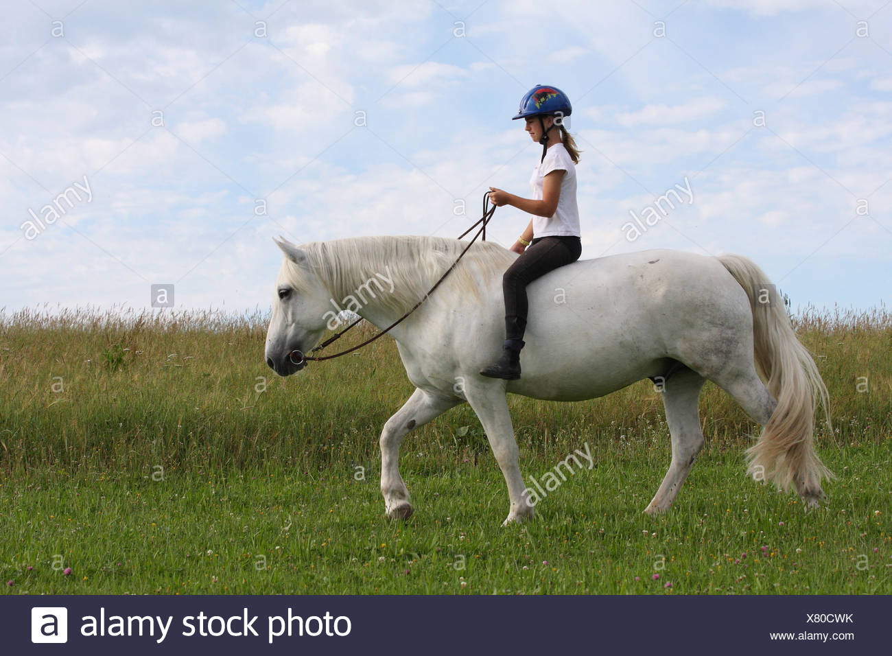 Without Saddle High Resolution Stock Photography and Images - Alamy