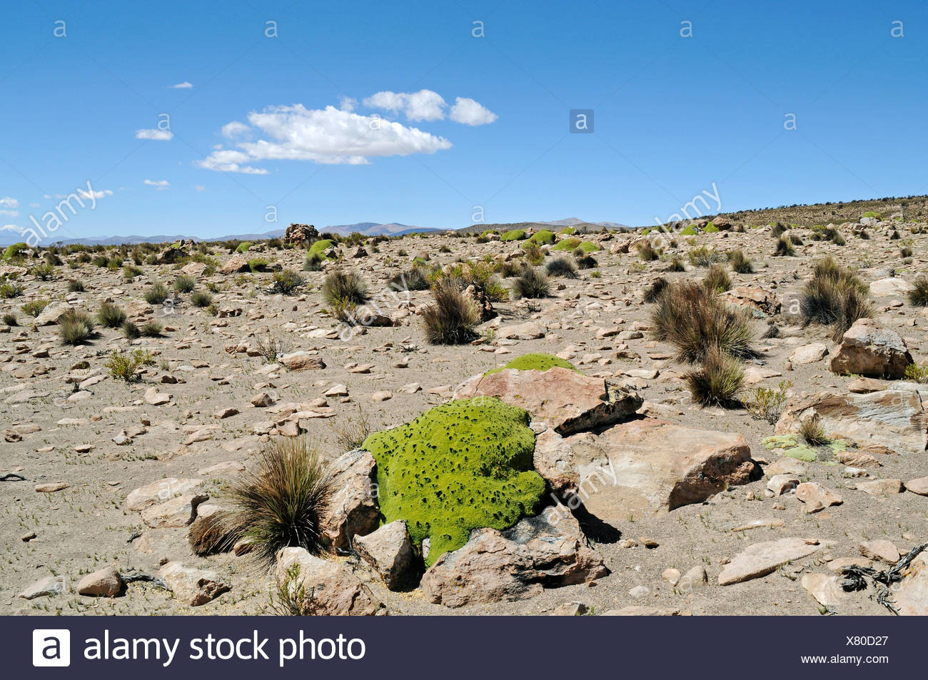 Azorella Compacta High Resolution Stock Photography and Images - Alamy