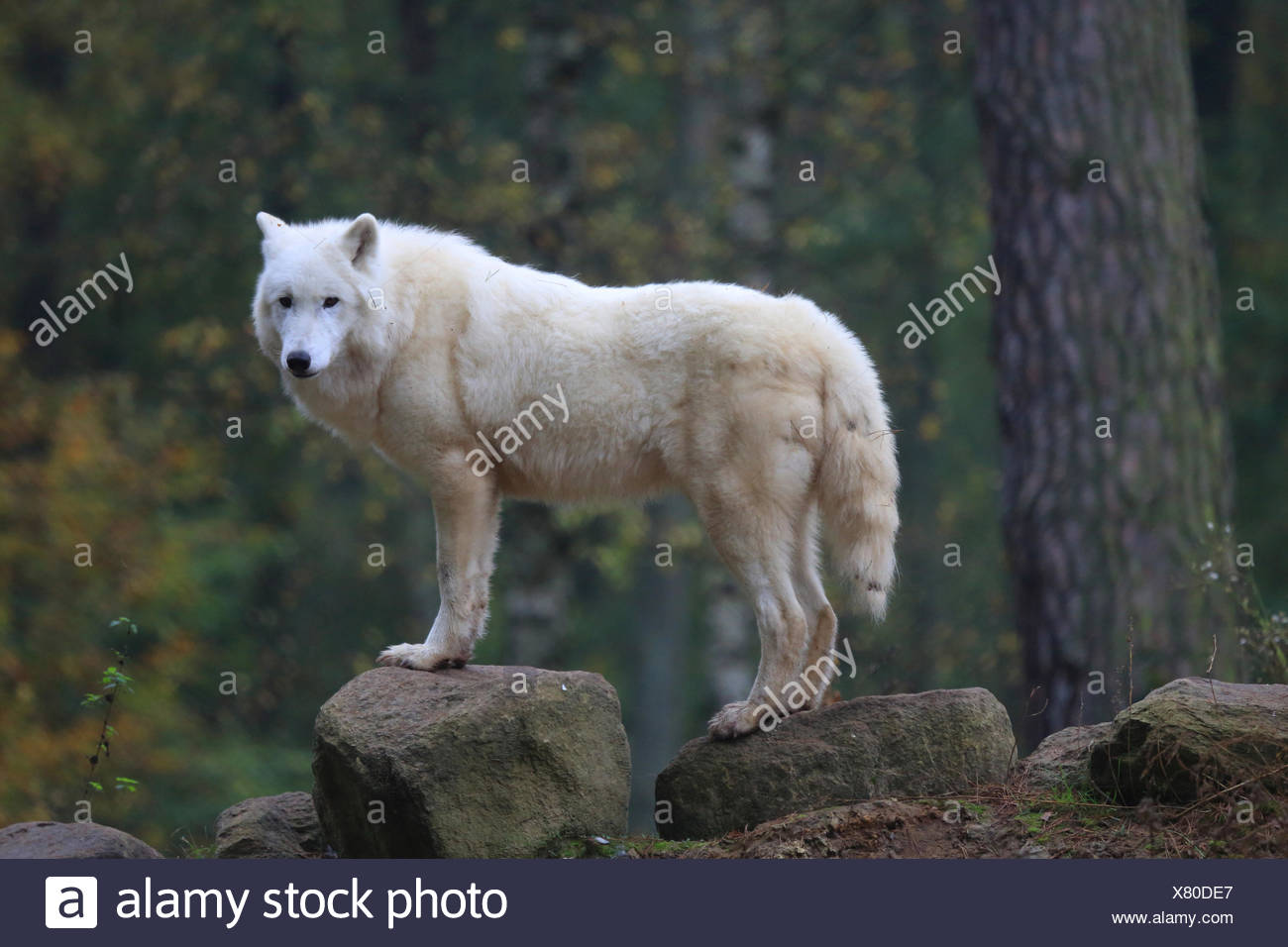 Canis Lupus Albus High Resolution Stock Photography and Images - Alamy