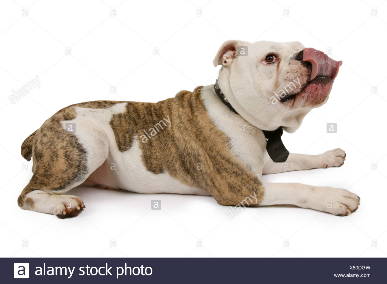 Bulldog Nose High Resolution Stock Photography and Images - Alamy
