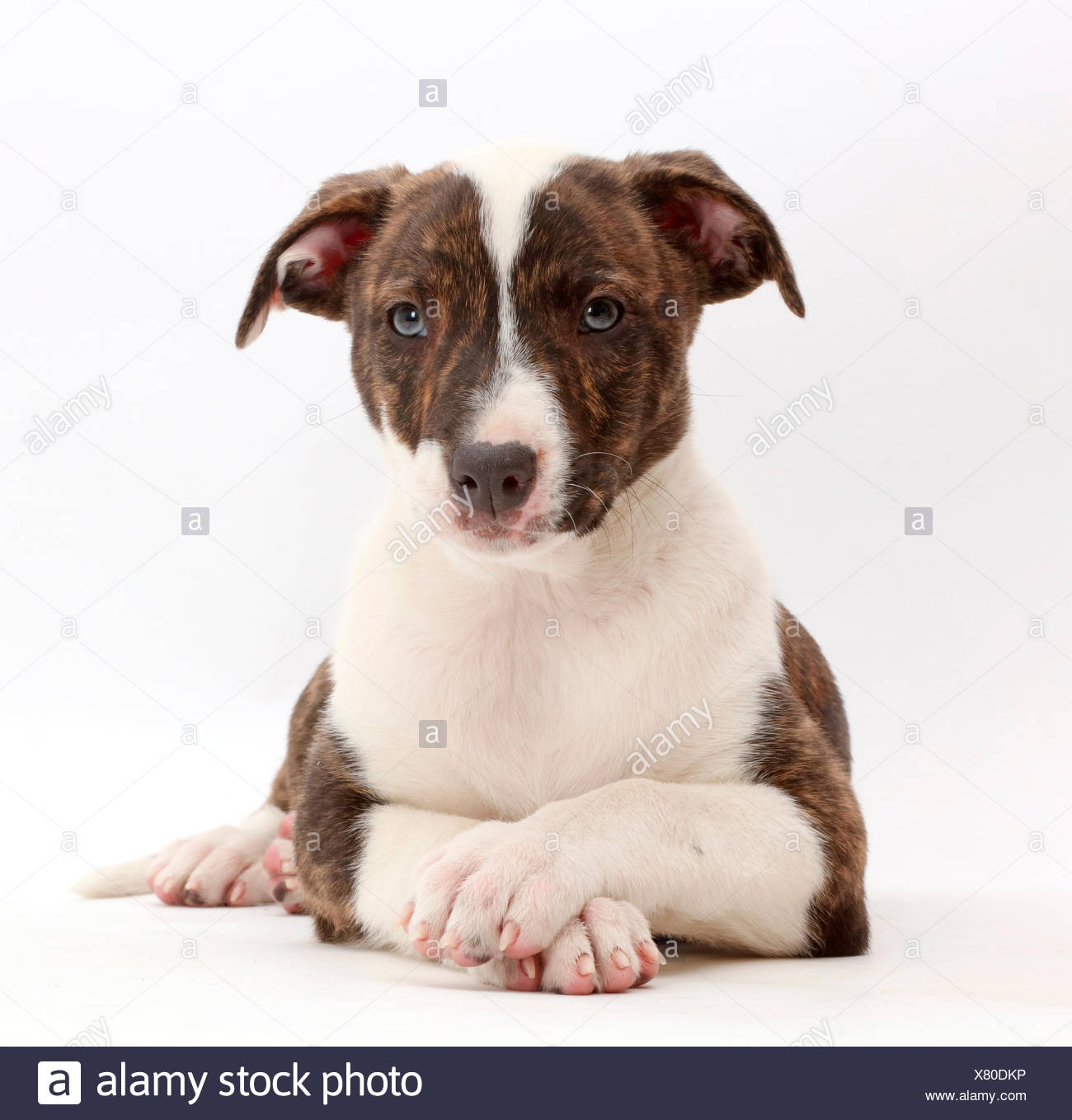 Lurcher Puppy Dog Stock Photos & Lurcher Puppy Dog Stock Images - Alamy