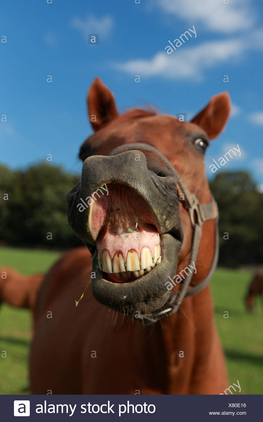Horse Showing Teeth High Resolution Stock Photography and Images - Alamy