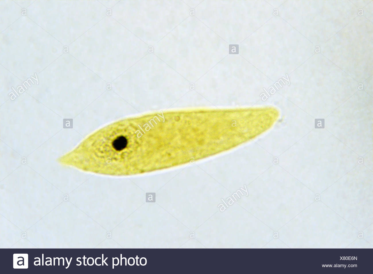 Plant Asexual Reproduction High Resolution Stock Photography and Images ...