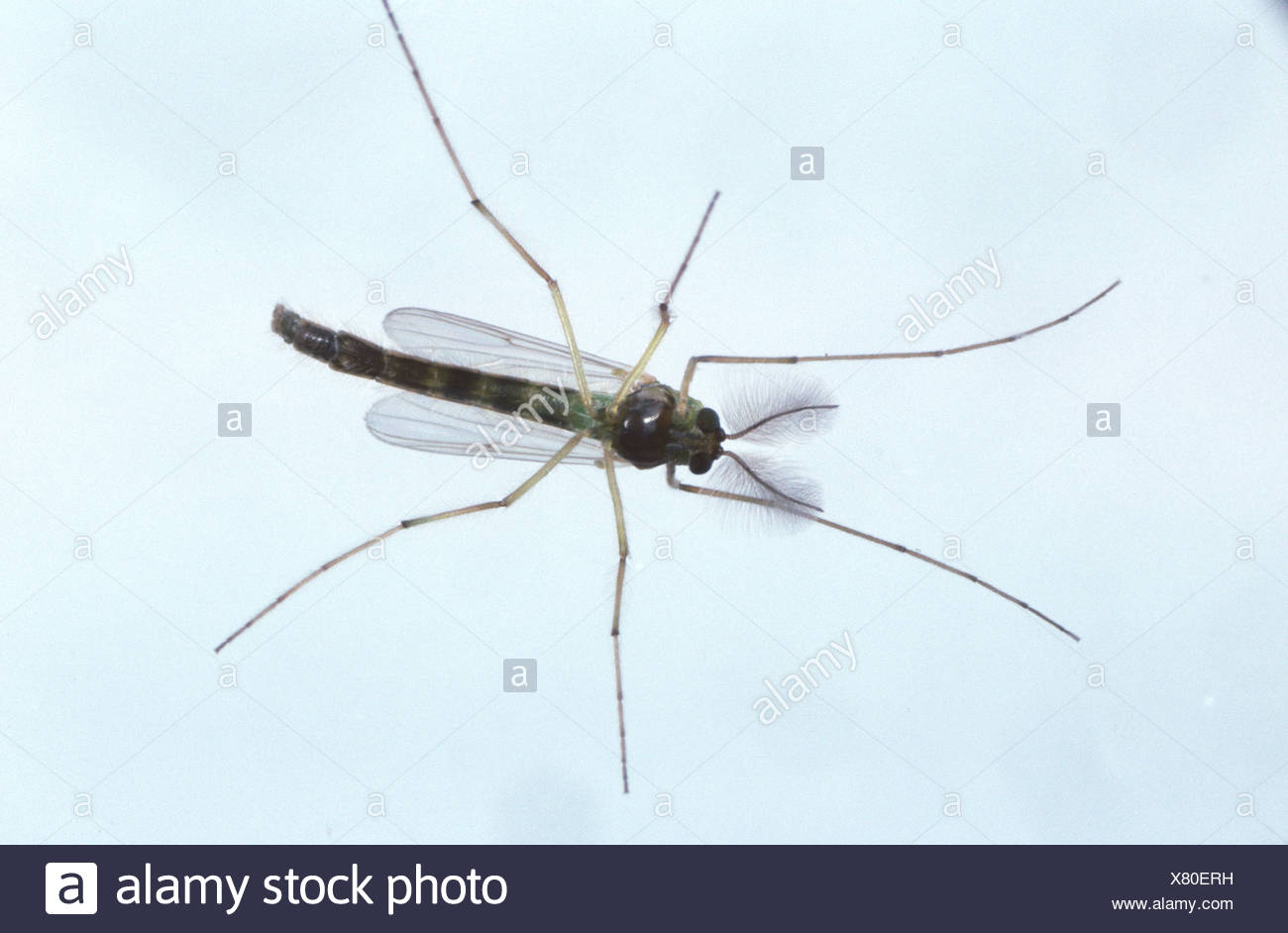 Male Chironomid High Resolution Stock Photography and Images - Alamy