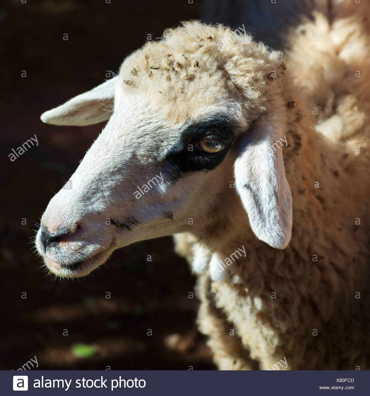 Close Up Of A Sheeps Head High Resolution Stock Photography and Images ...