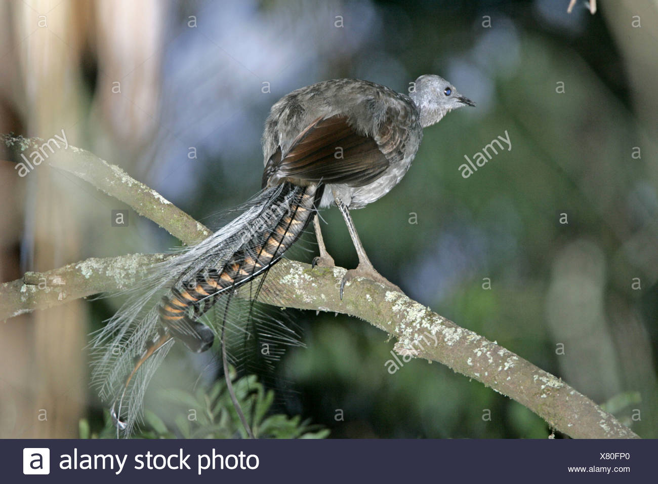Male Superb Lyrebird High Resolution Stock Photography and Images - Alamy