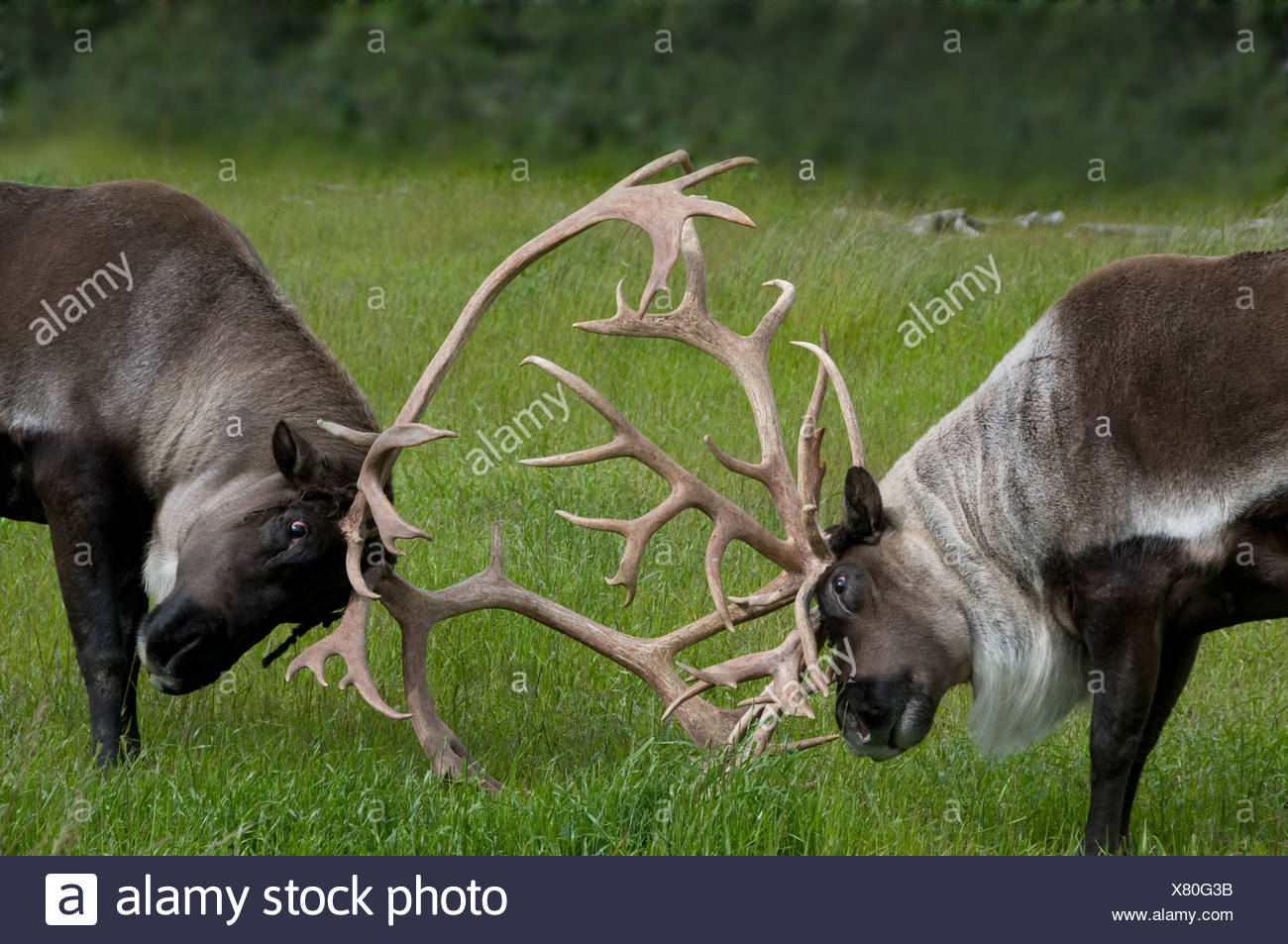 Caribou Head Antler High Resolution Stock Photography and Images - Alamy