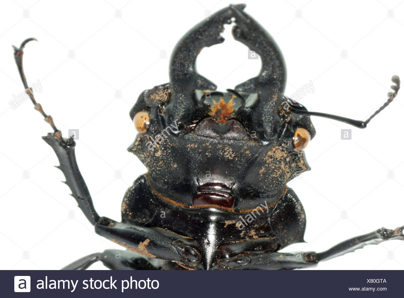 Stag Head High Resolution Stock Photography and Images - Alamy