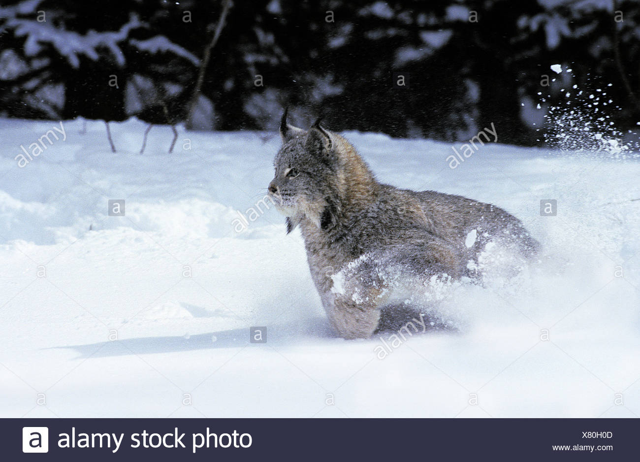 Canadian Lynx Lynx Canadensis In High Resolution Stock Photography and ...