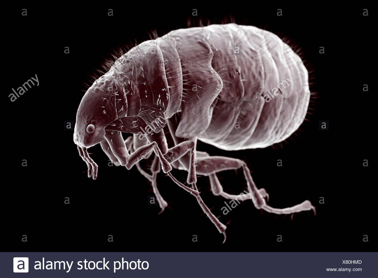 Pulex Irritans Stock Photos & Pulex Irritans Stock Images - Alamy