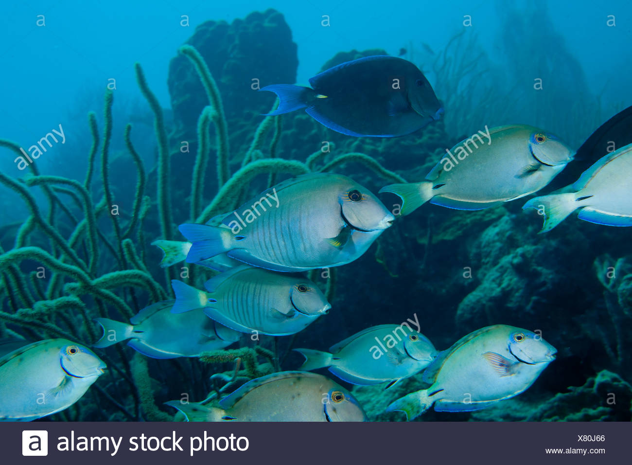 Schooling Fish Bonaire Fish Fish Stock Photos & Schooling Fish Bonaire ...
