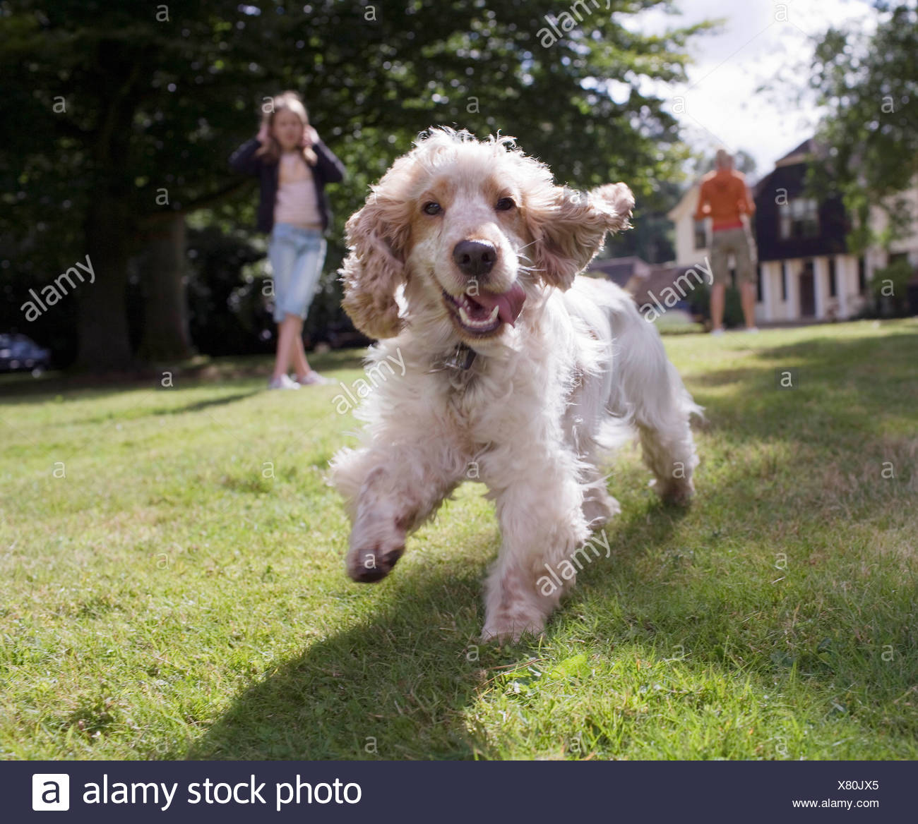 Family Dog Running Stock Photos & Family Dog Running Stock Images - Alamy