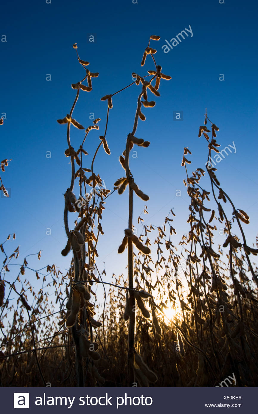 Soybean Field Stalk High Resolution Stock Photography and Images - Alamy