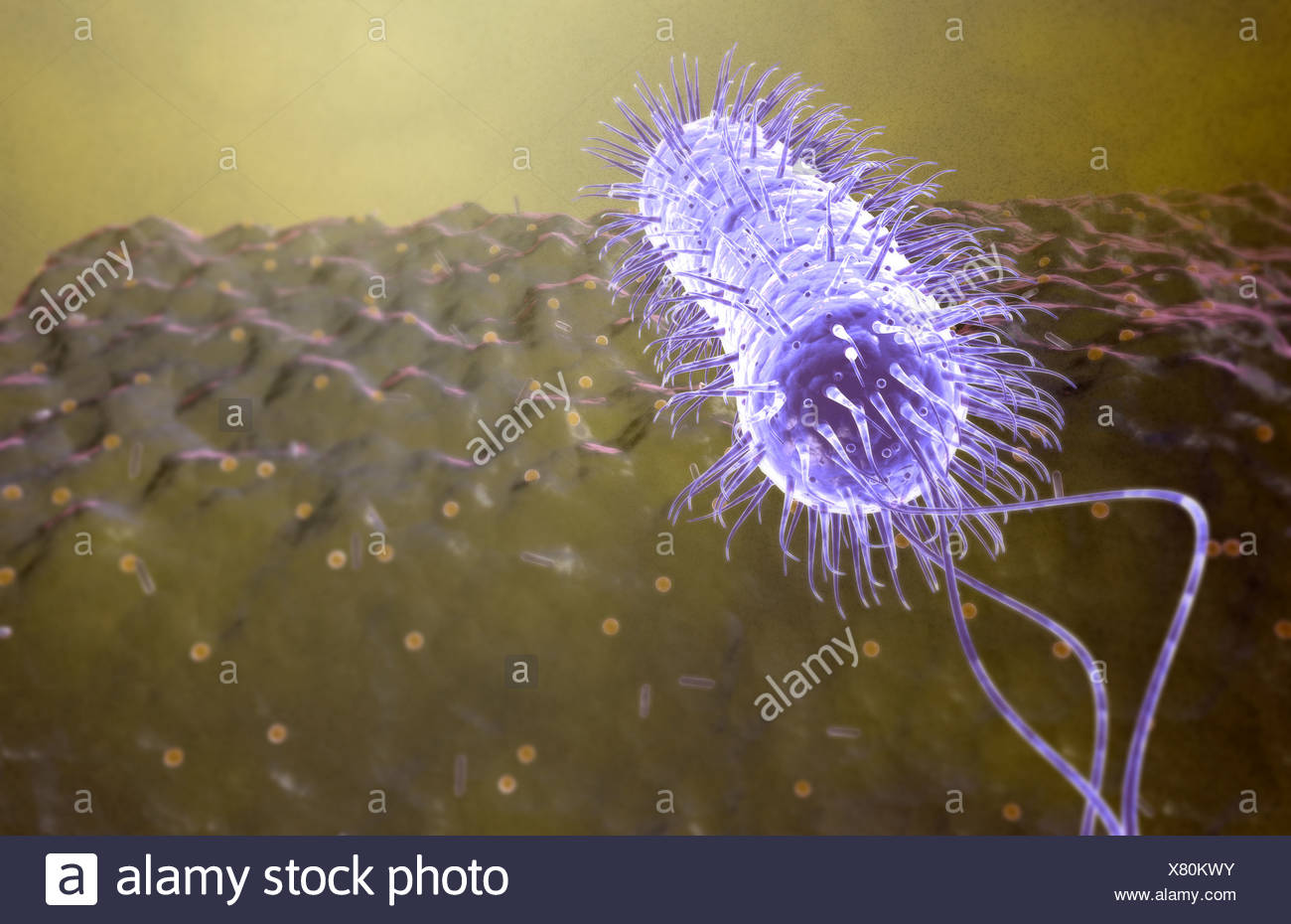 Helicobacter Pylori Stock Photos & Helicobacter Pylori Stock Images - Alamy