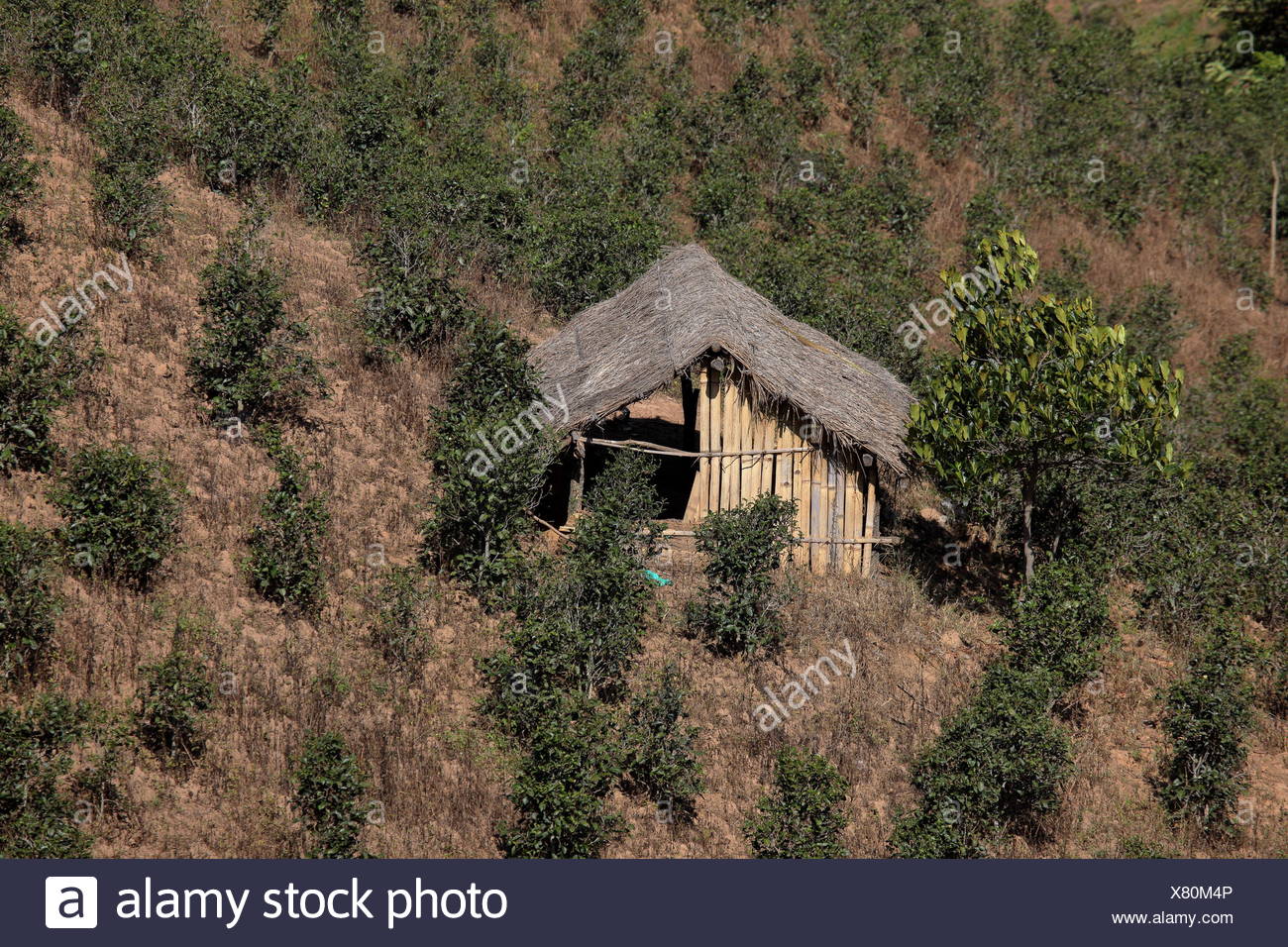 Burma Tea Plantation High Resolution Stock Photography and Images - Alamy