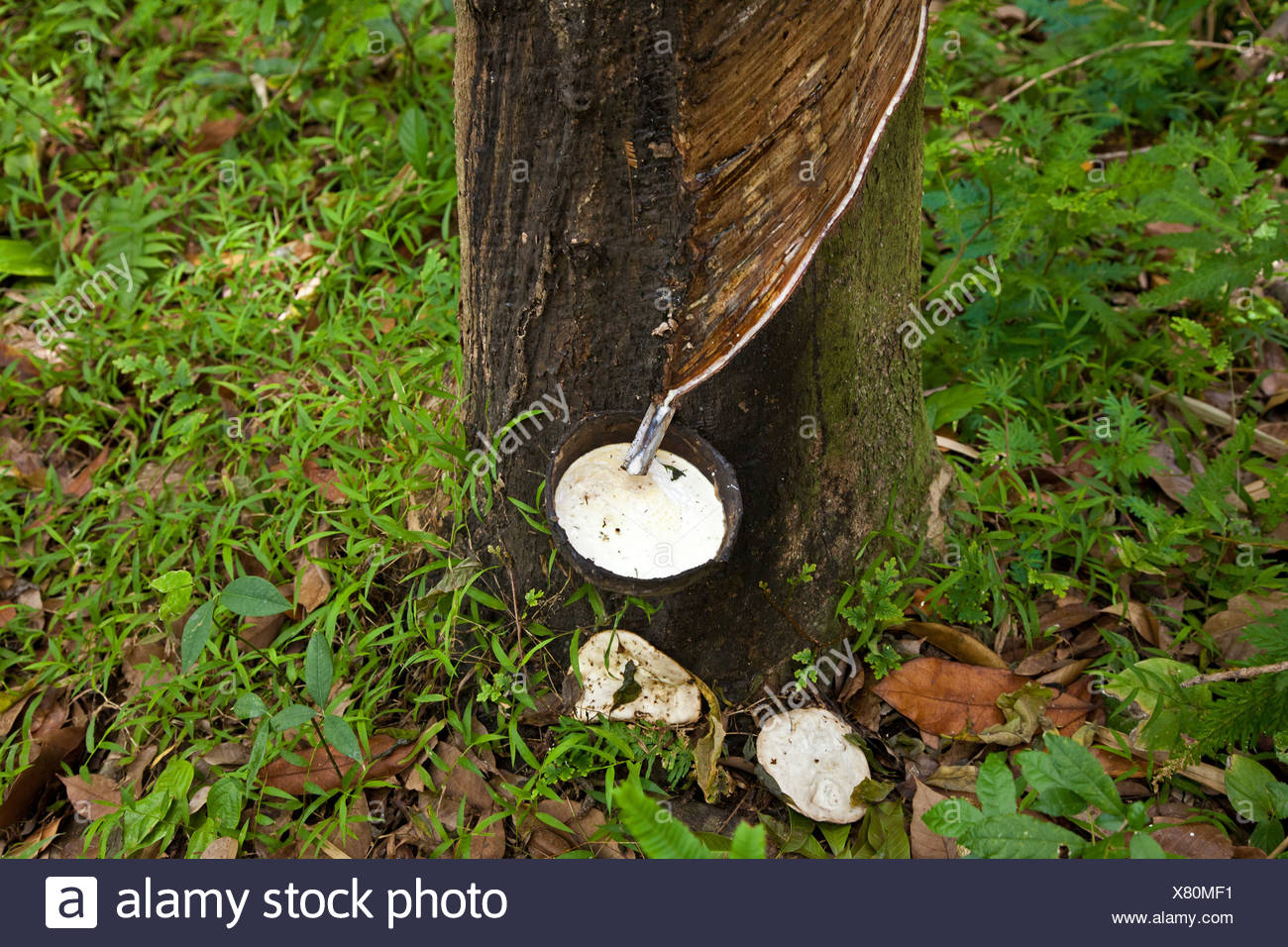 Gum From The Tree High Resolution Stock Photography and Images - Alamy