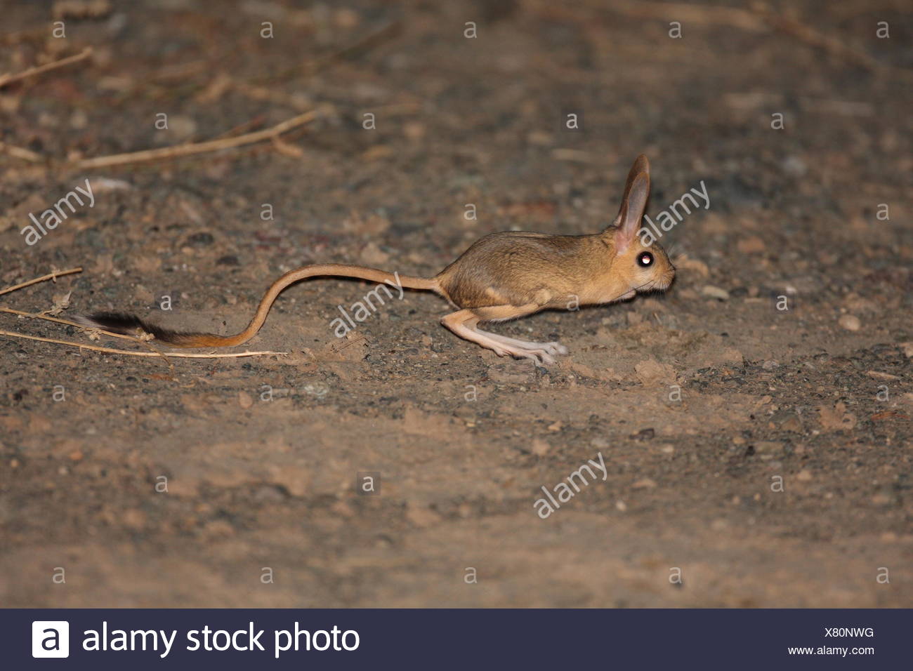 Jerboa High Resolution Stock Photography and Images - Alamy