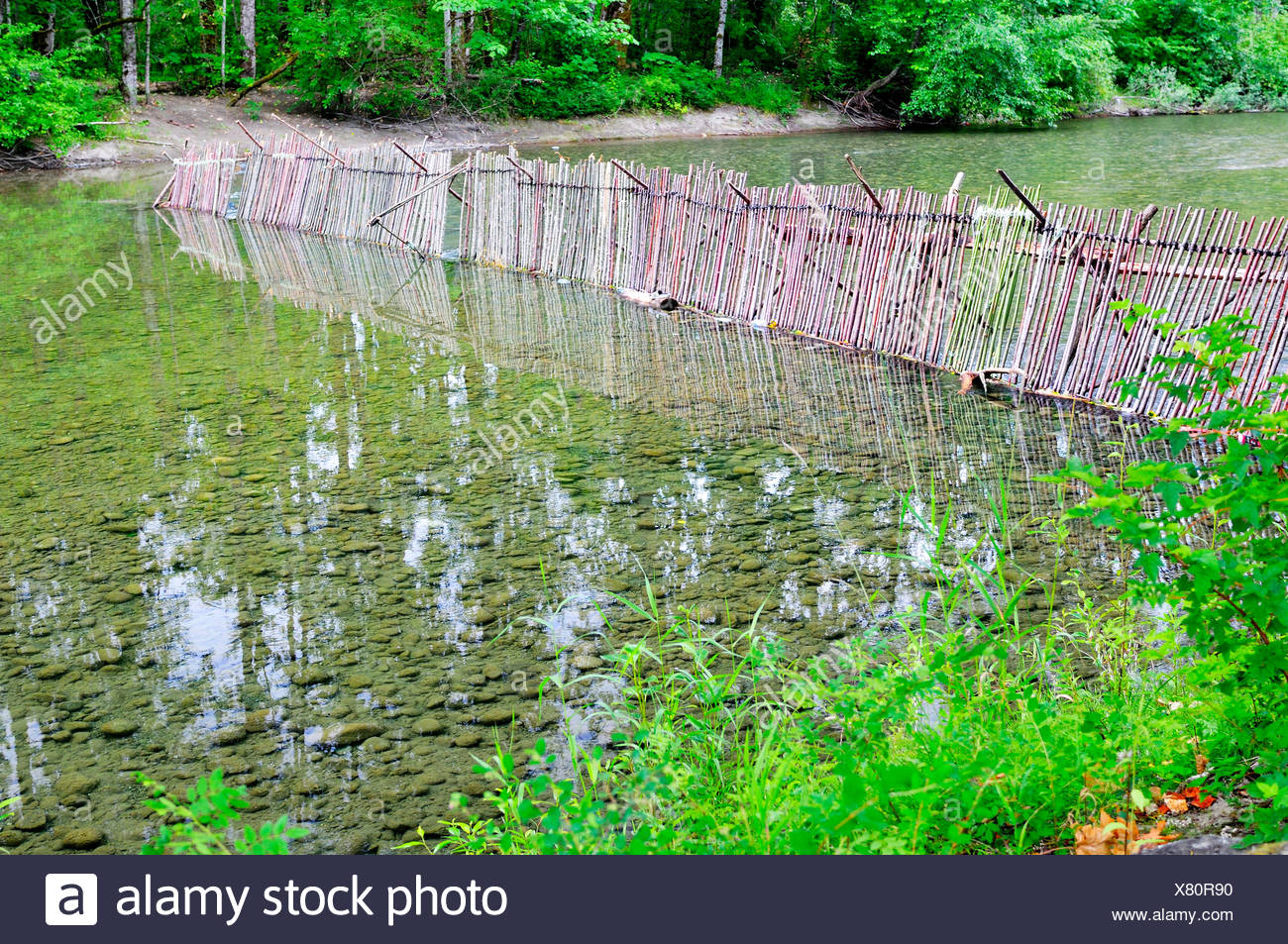 First Nations Fish Weir The Cowichan River Near Duncan High Resolution ...