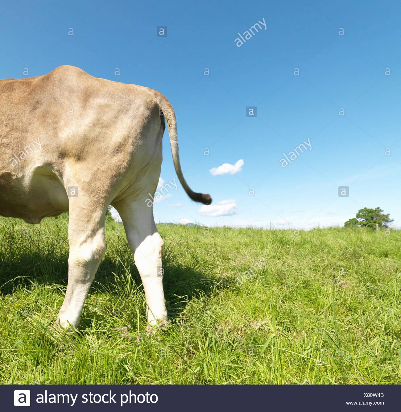 Rear End Dairy Cow High Resolution Stock Photography and Images - Alamy