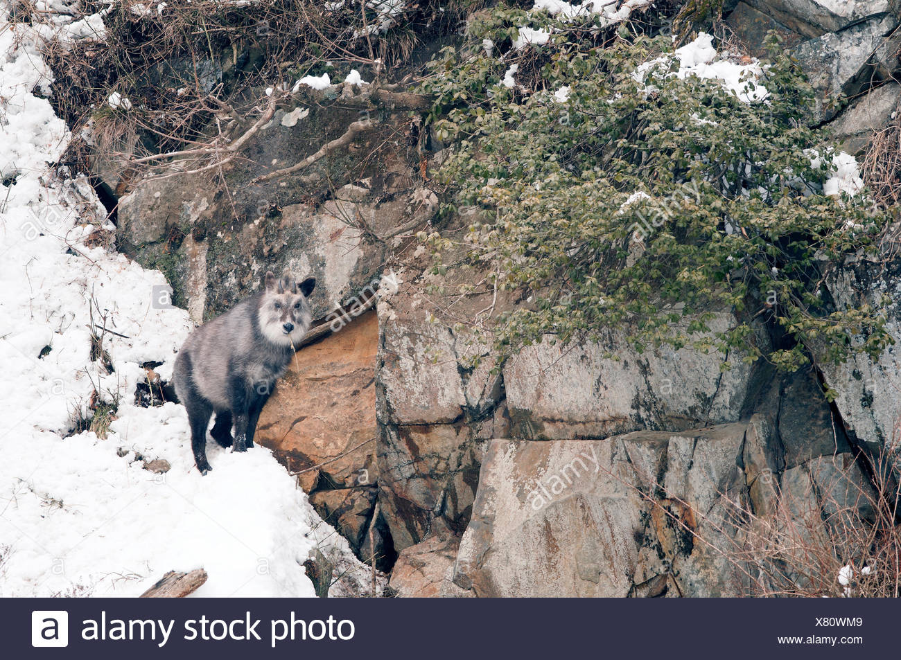 Japanese Serow Goat Antelope Capricornis Crispus High Resolution Stock ...