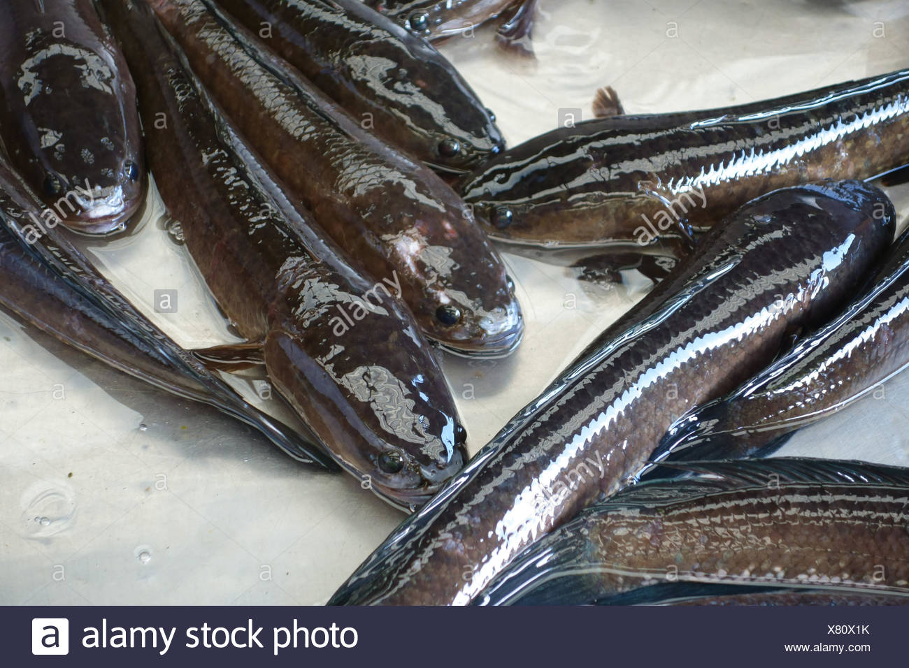 Fish With Barbels High Resolution Stock Photography and Images - Alamy