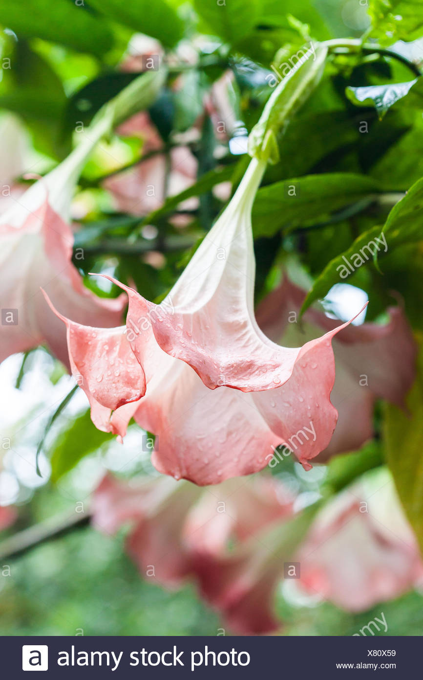 Datura High Resolution Stock Photography and Images - Alamy