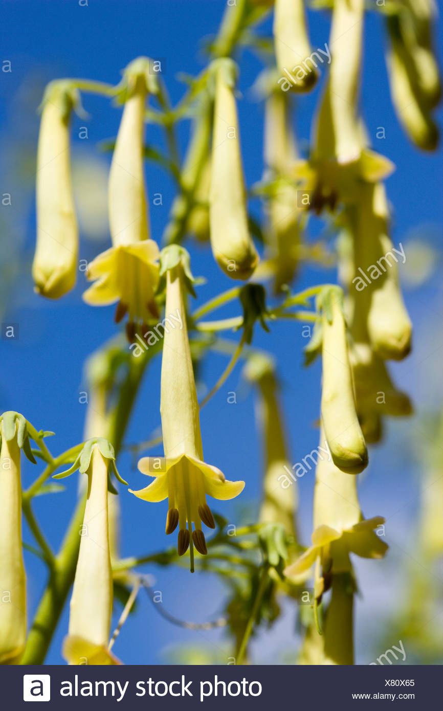 Yellow Tubular Flowers Stock Photos & Yellow Tubular Flowers Stock ...