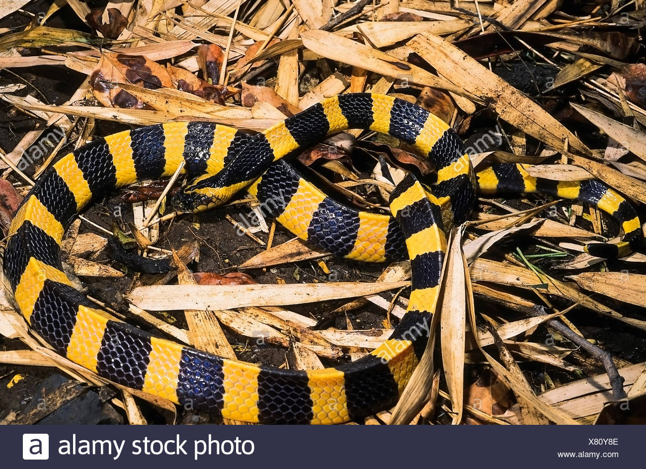 Banded Krait High Resolution Stock Photography and Images - Alamy