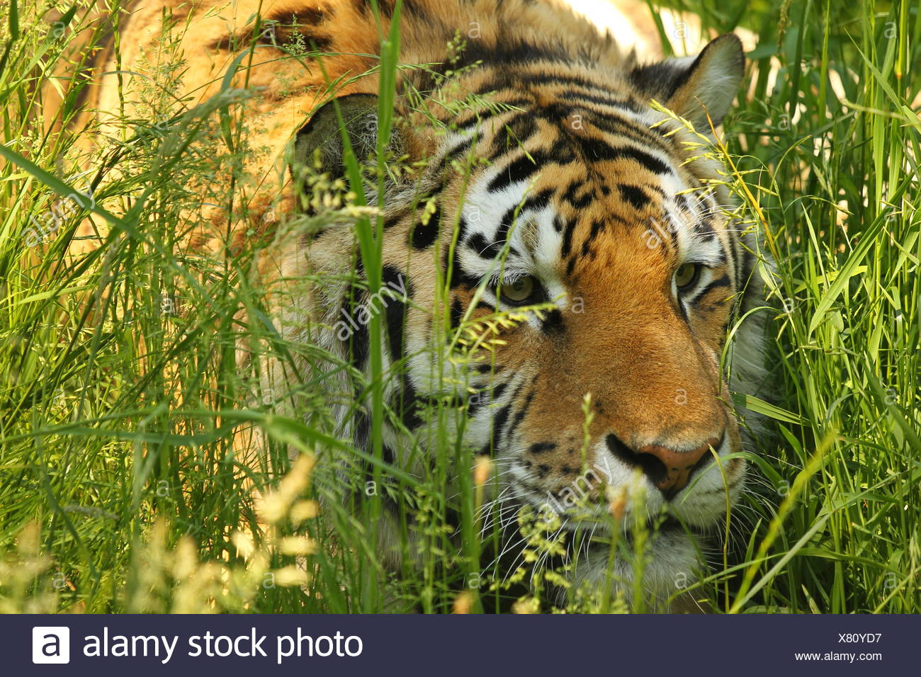 Tiger Hiding Grass High Resolution Stock Photography and Images - Alamy