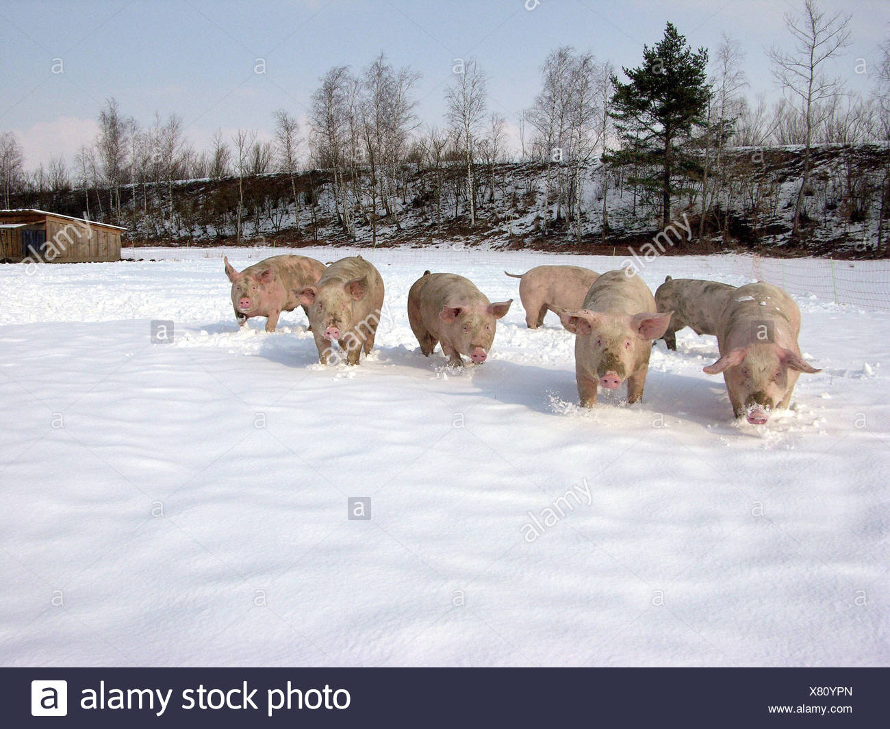 Farm Pigs In Snow High Resolution Stock Photography and Images - Alamy