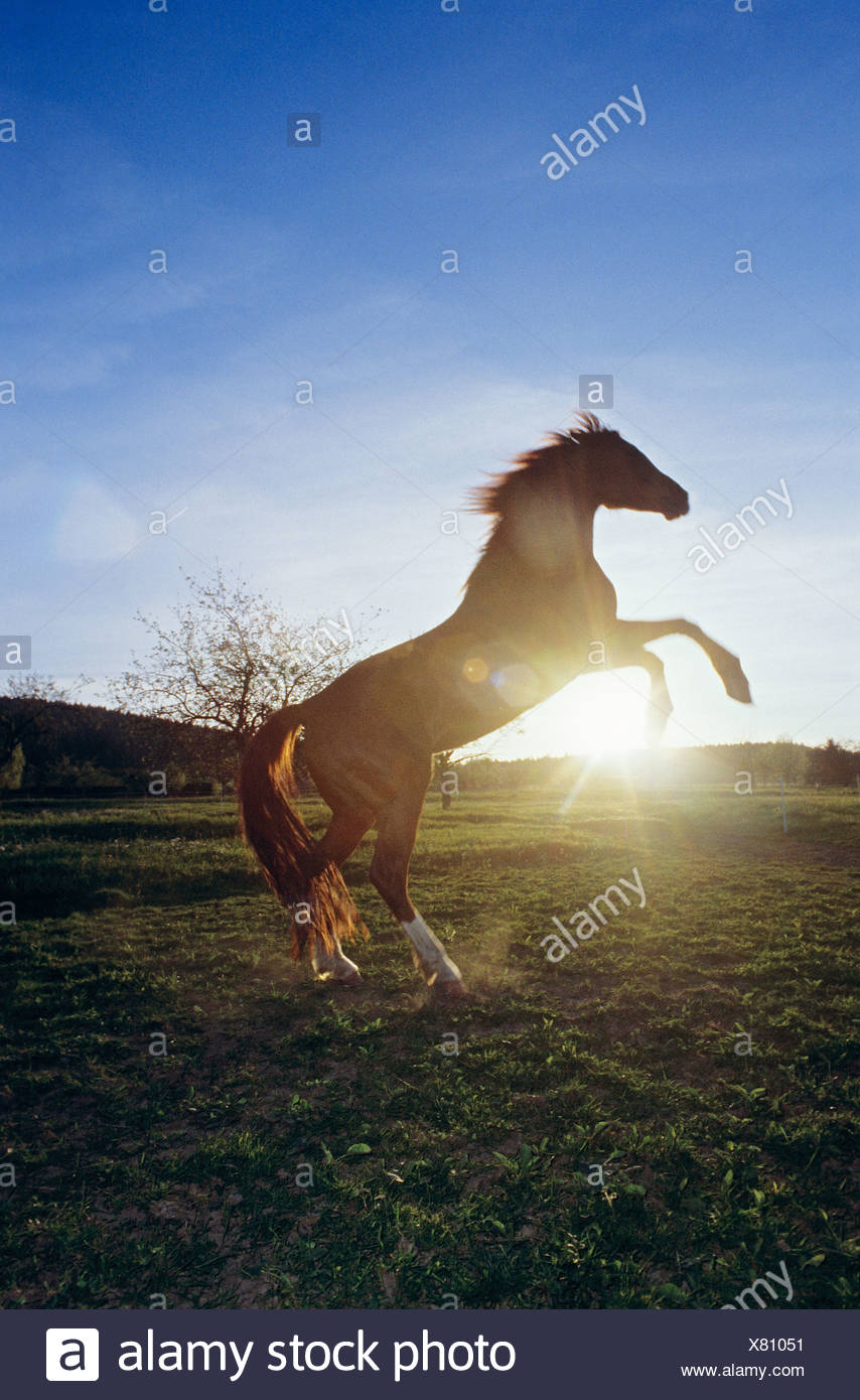 Rise Up Horse High Resolution Stock Photography and Images - Alamy