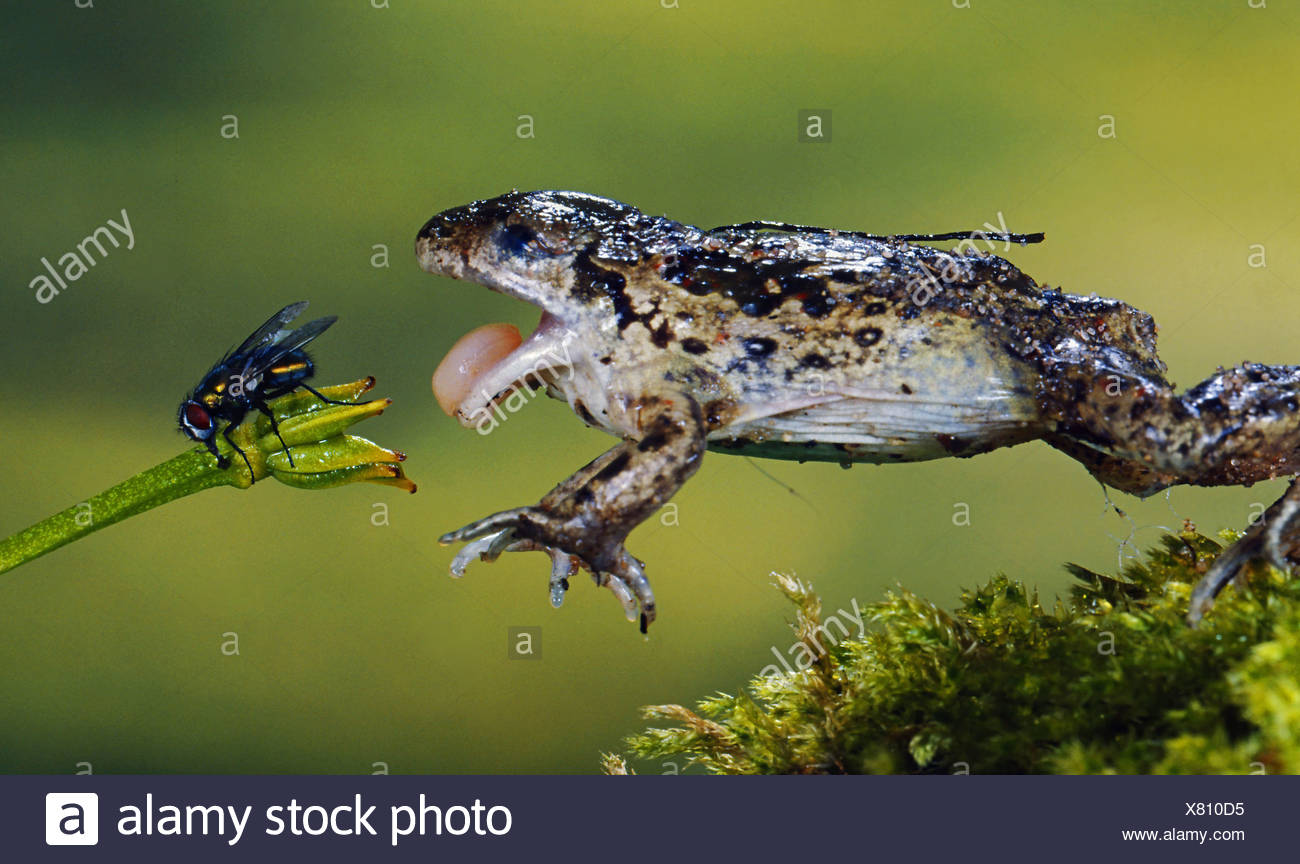 Toad Jumping Stock Photos & Toad Jumping Stock Images - Alamy