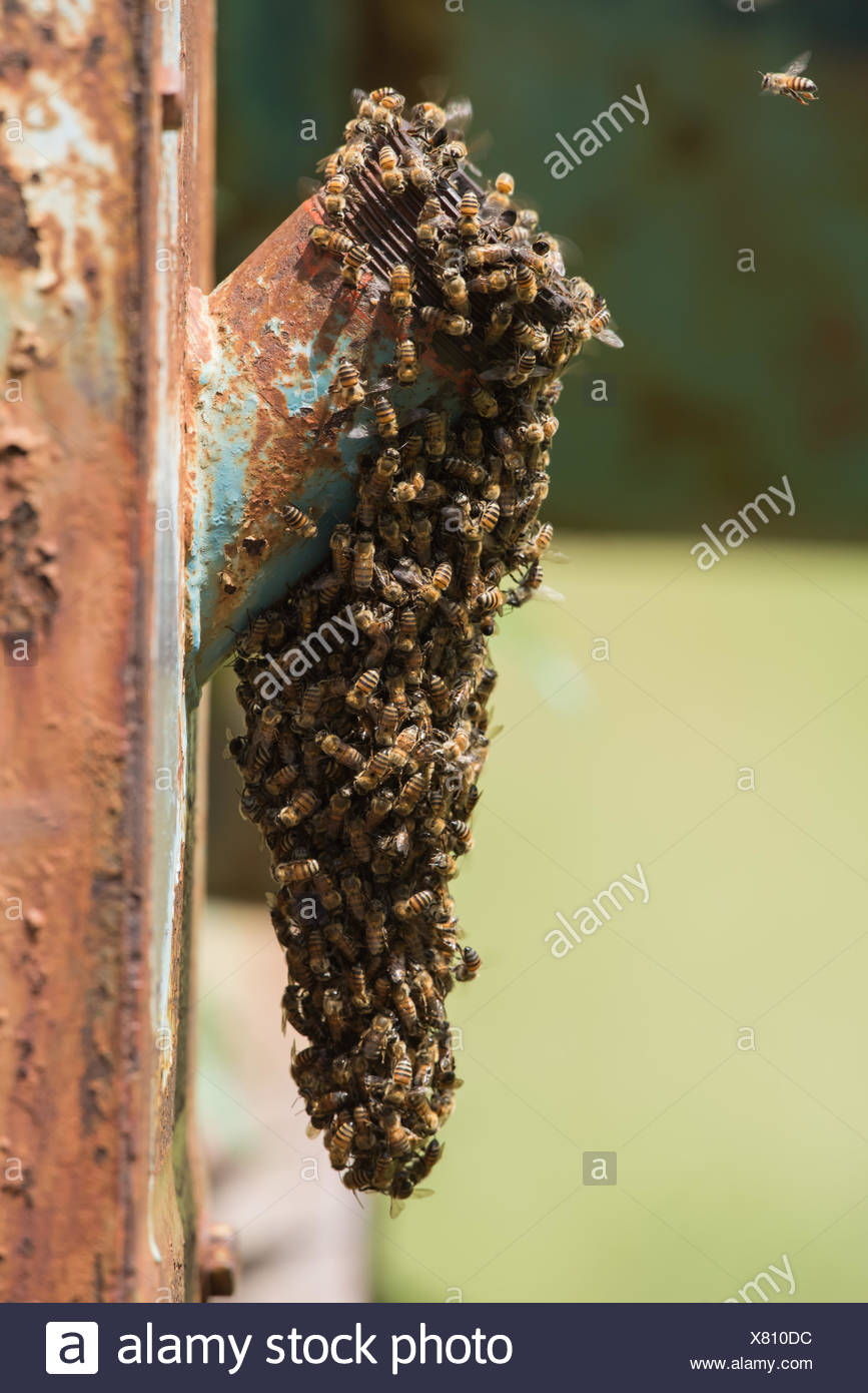 African Bee Hive High Resolution Stock Photography and Images - Alamy