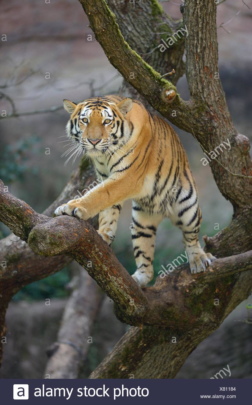 Tiger Climbing Tree High Resolution Stock Photography and Images - Alamy