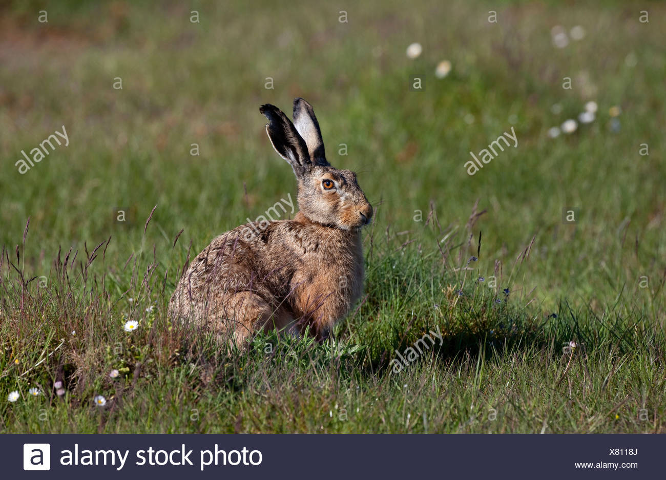 Common Hare High Resolution Stock Photography and Images - Alamy