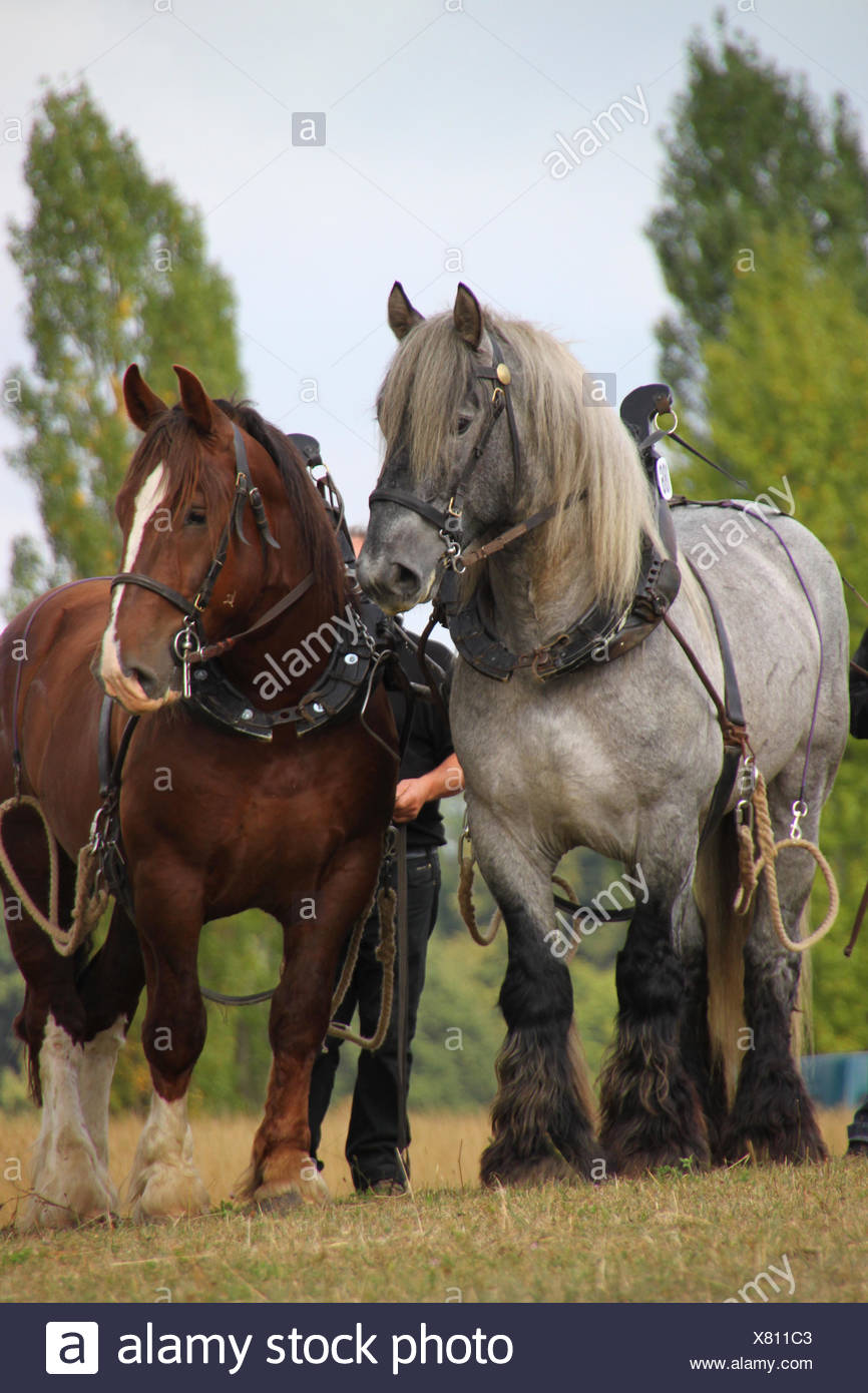 Poitevin Horse High Resolution Stock Photography and Images - Alamy