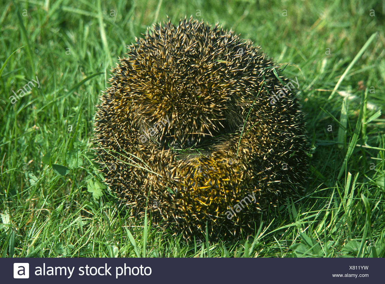 Igelkugel High Resolution Stock Photography and Images - Alamy