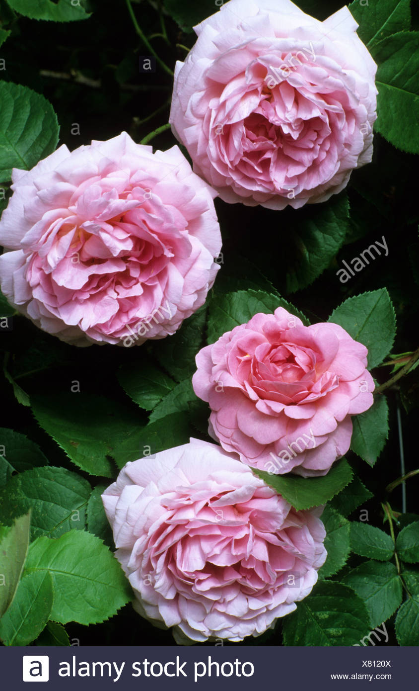 Constance Spry High Resolution Stock Photography and Images - Alamy