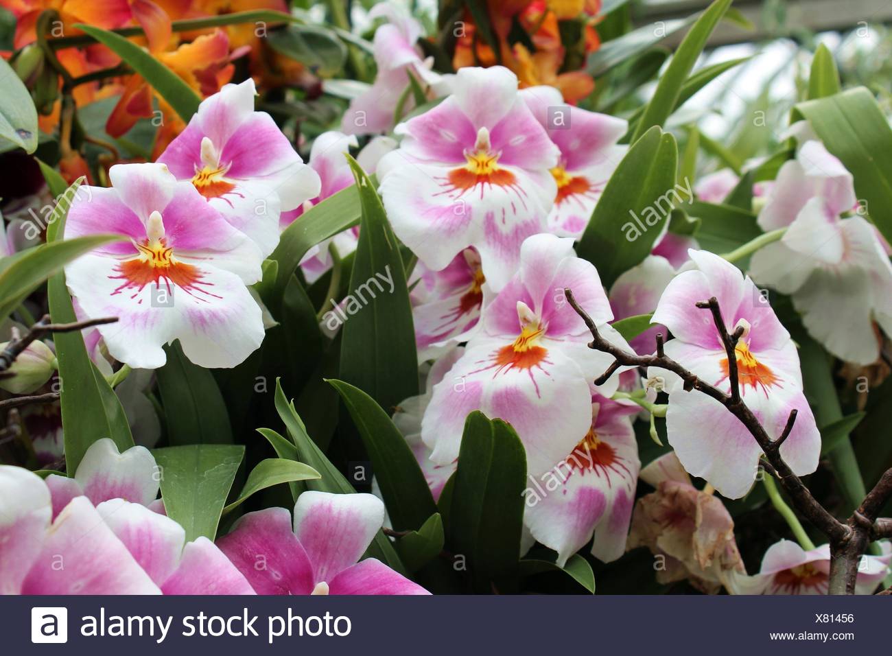 Orchid Cluster High Resolution Stock Photography and Images - Alamy