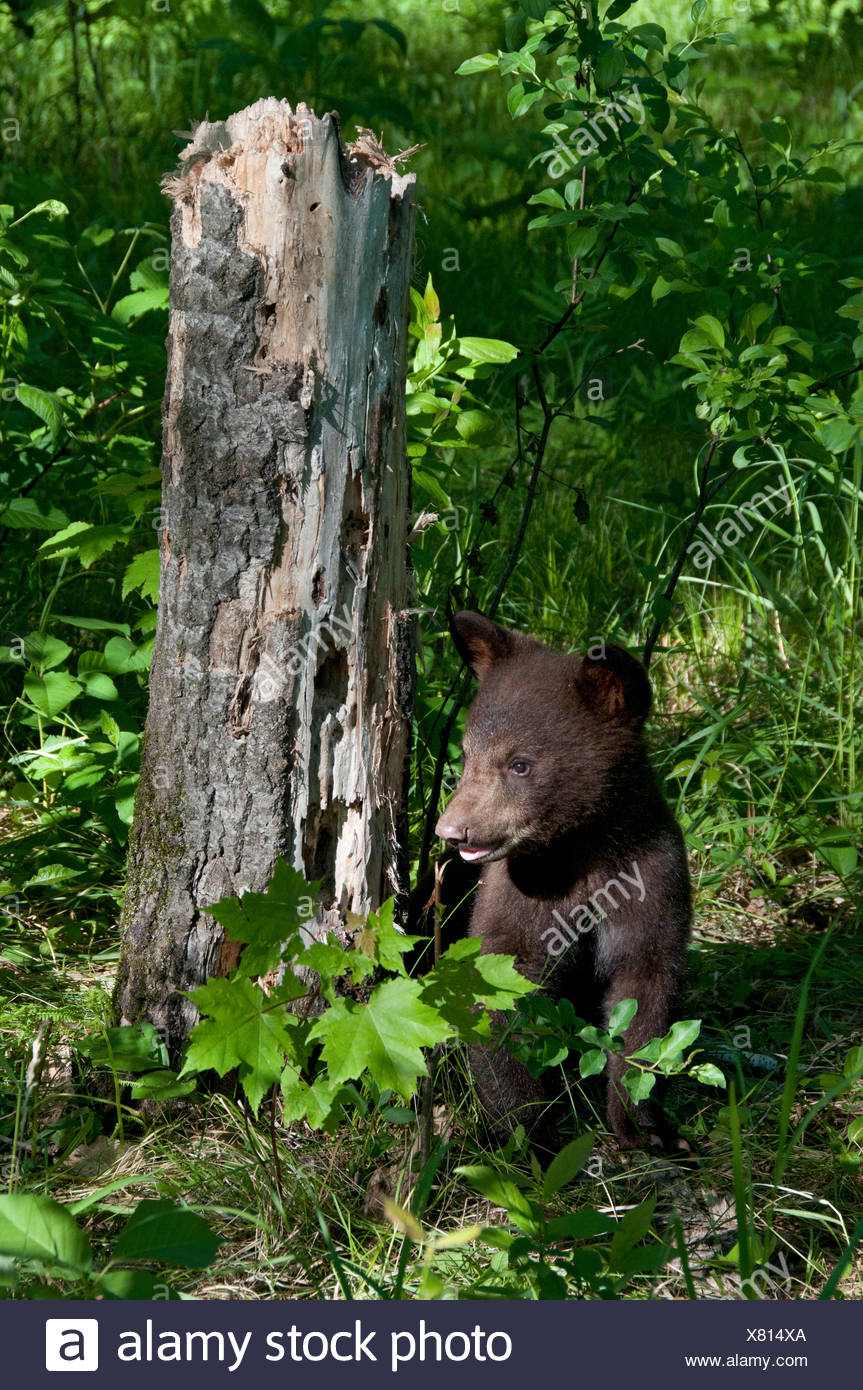 Black Bear Cubs Tree High Resolution Stock Photography and Images - Alamy