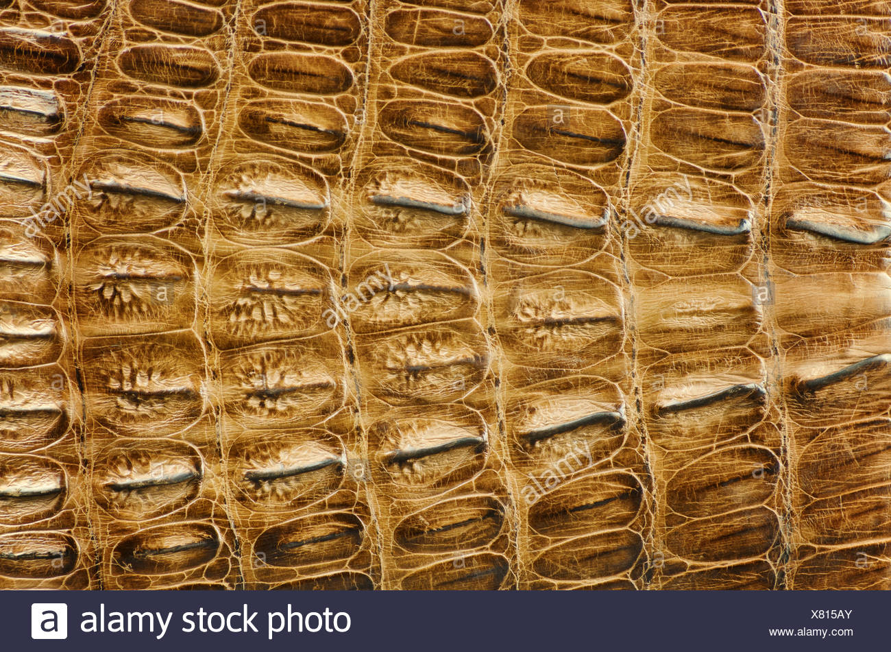 Crocodile Skin High Resolution Stock Photography and Images - Alamy