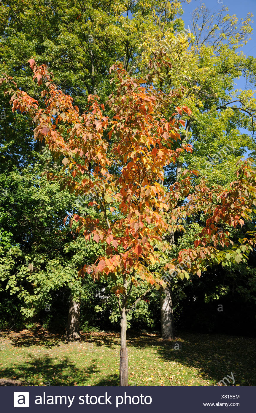 Red Snakebark Maple Acer Stock Photos & Red Snakebark Maple Acer Stock ...