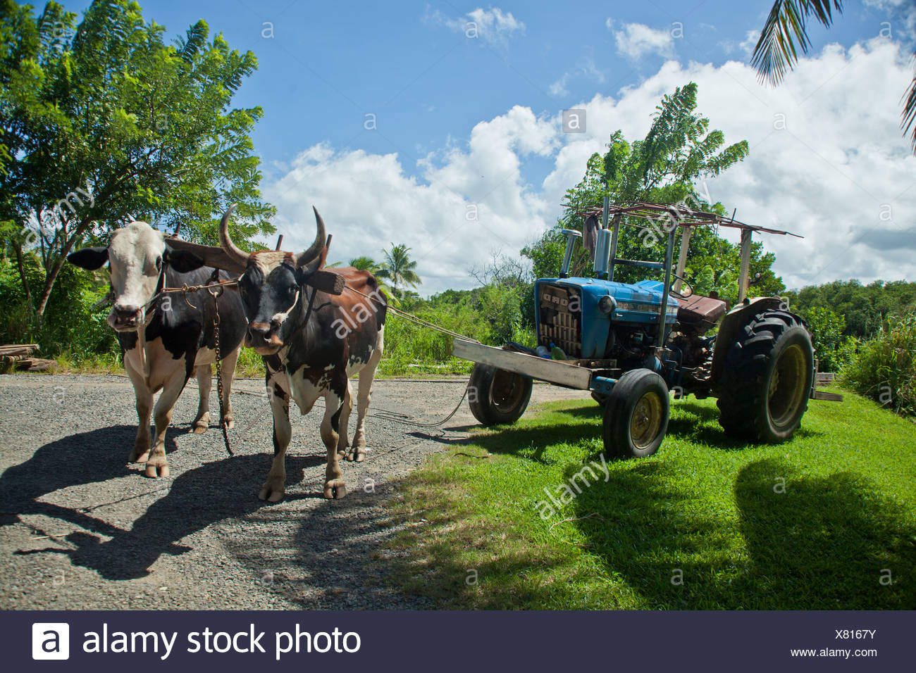Agriculture In Fiji Stock Photos & Agriculture In Fiji Stock Images - Alamy