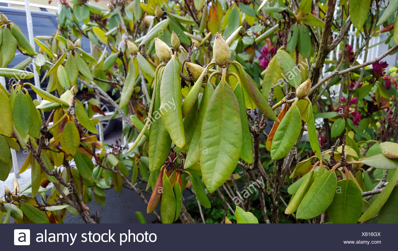 Fungal Decay Stock Photos & Fungal Decay Stock Images - Alamy