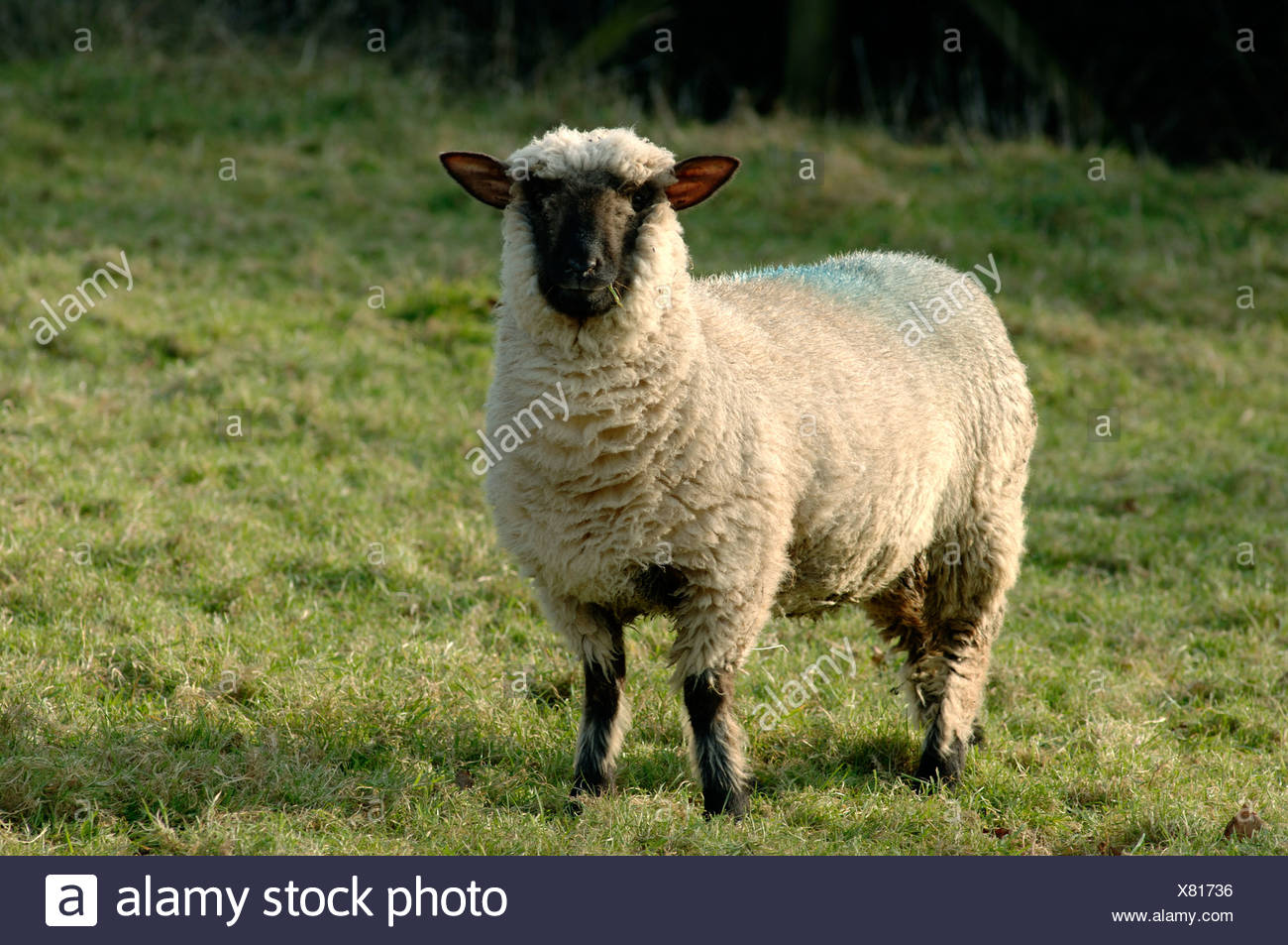 Ewe Lamb High Resolution Stock Photography and Images - Alamy