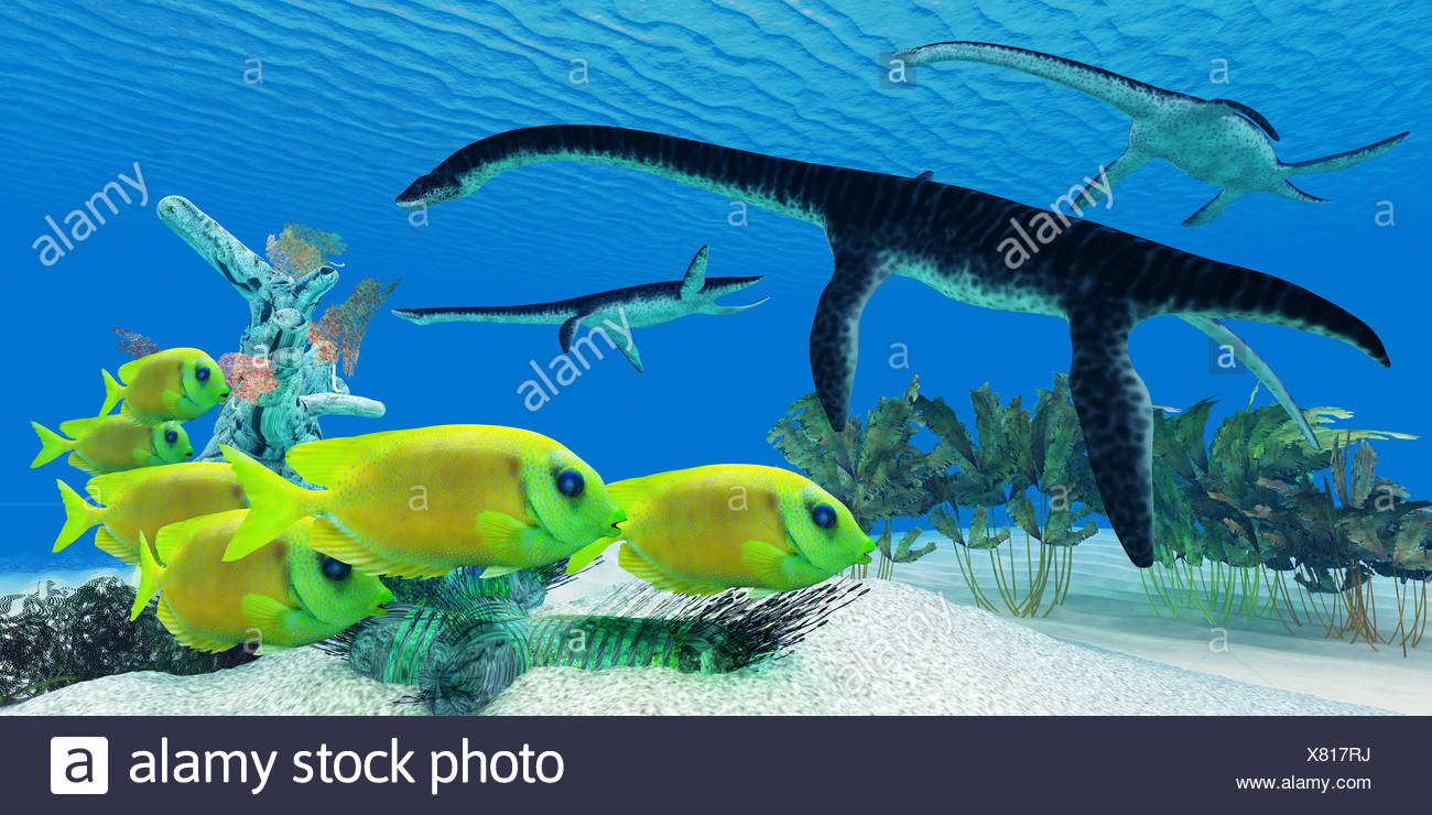 Plesiosaurus High Resolution Stock Photography and Images - Alamy