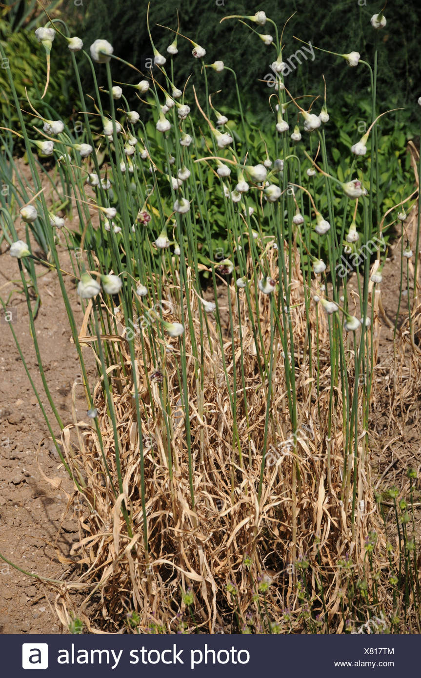 Allium Sativum Plant Plants High Resolution Stock Photography and ...