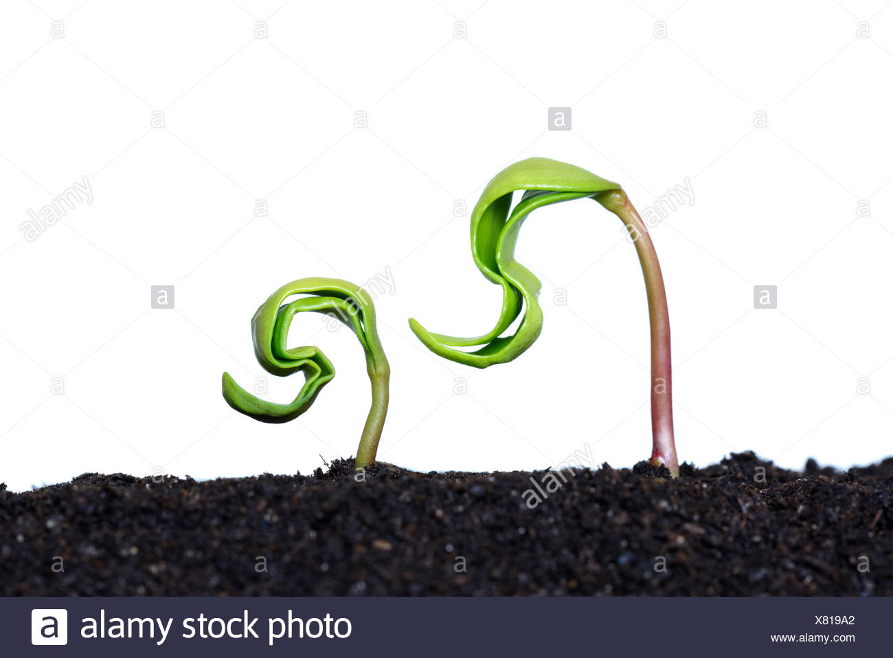 Maple Tree Seedling High Resolution Stock Photography and Images - Alamy