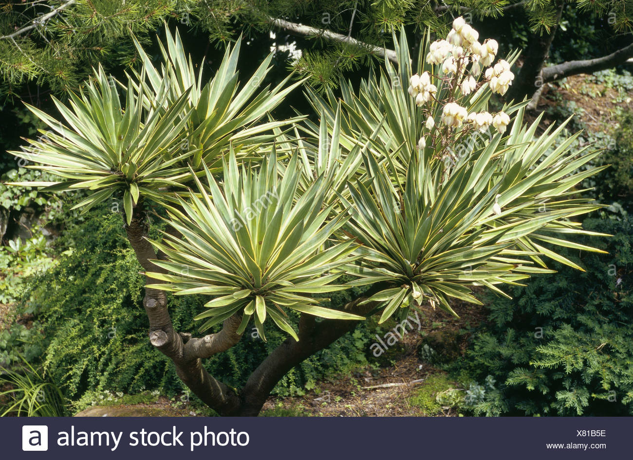 Yucca Gloriosa Stock Photos & Yucca Gloriosa Stock Images - Alamy