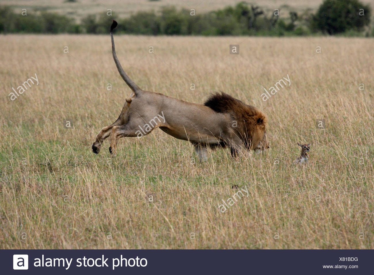Baby Gazelle Stock Photos & Baby Gazelle Stock Images - Alamy